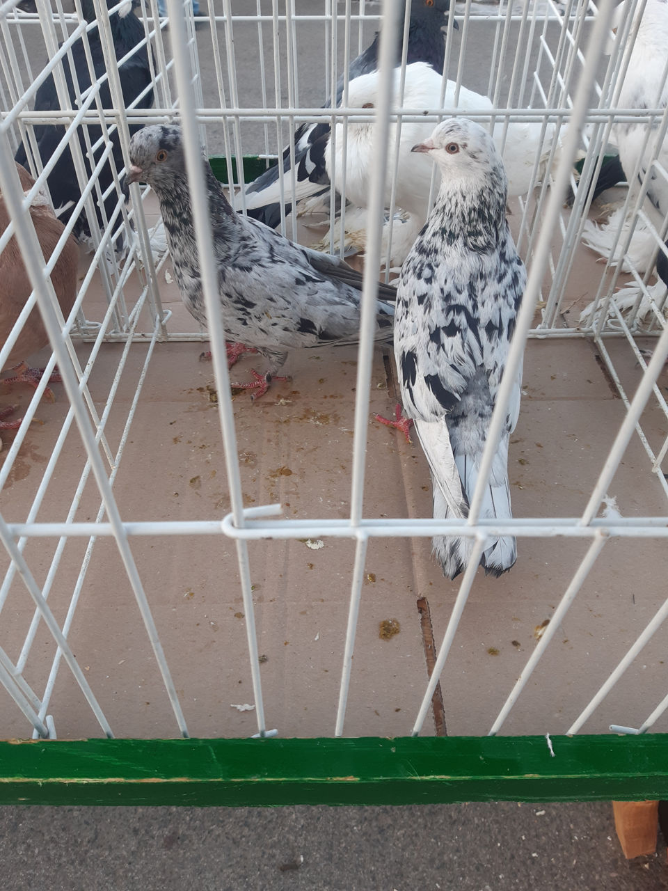 Porumbei guşati ,ching si postari ro