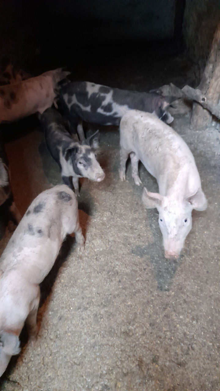 Vind purcei 25 30 kg