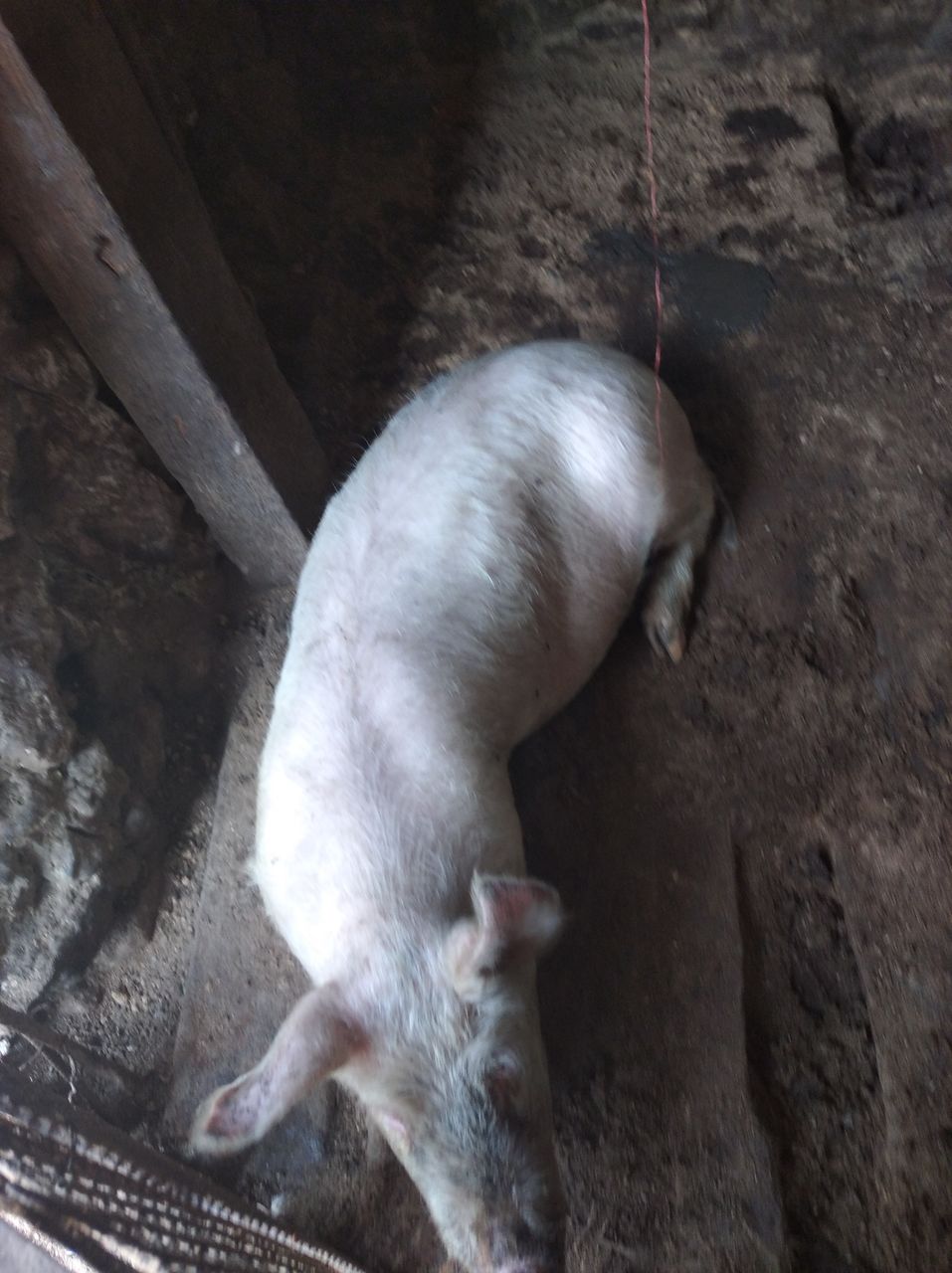 Vindem porci de carne