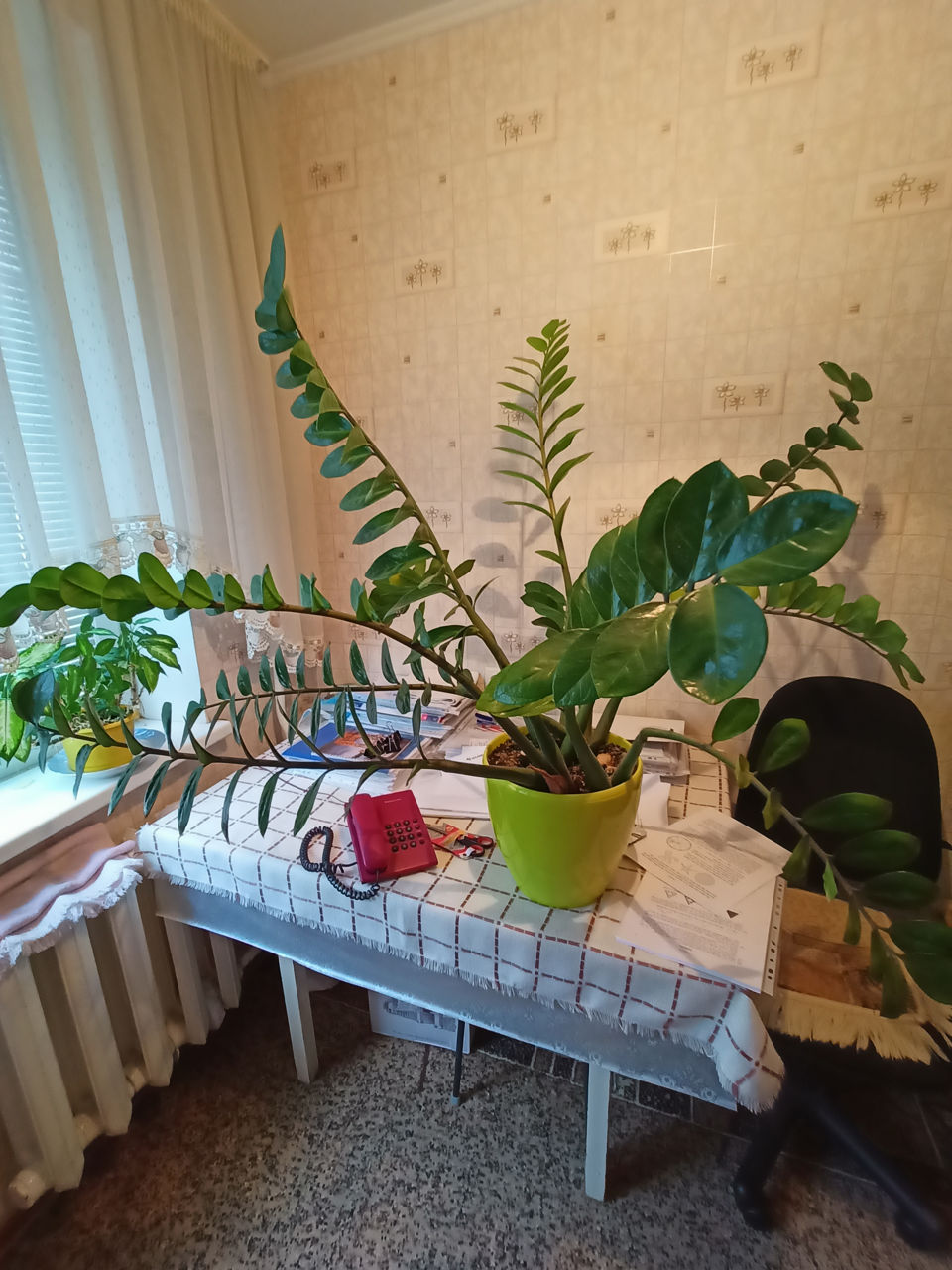 Copacul dolarului.