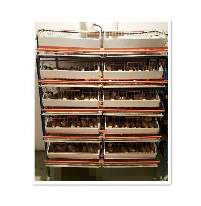 Custi prepelite, importate din Romina, se afla in Balti.Sint trei custi ...