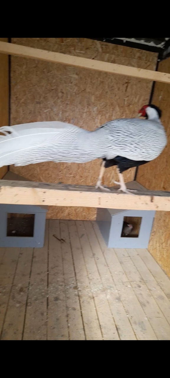 Vînd fazani diamant,argintii ,regali