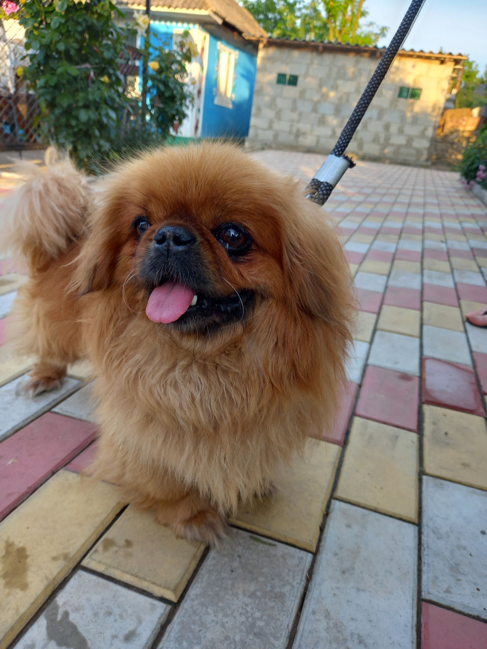 Câine pekinez imperial