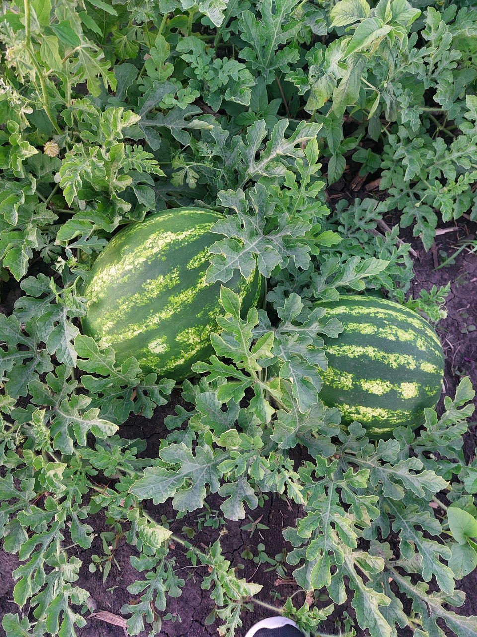 Pepene verde , in citeva zile incepem recoltarea, Avem cantitati mari ...