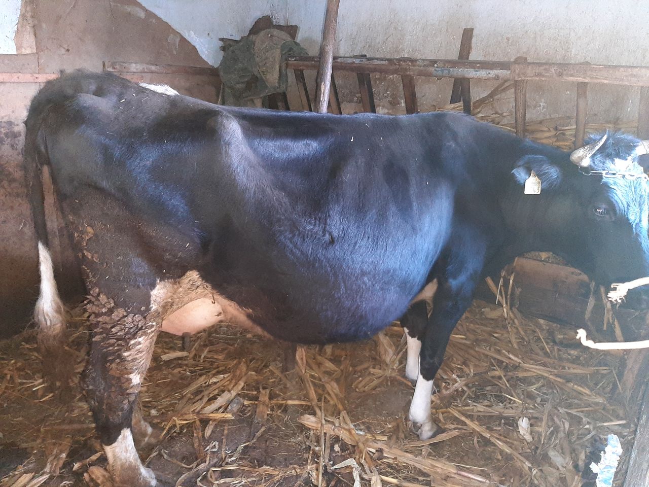 Se vinde vaca a fata