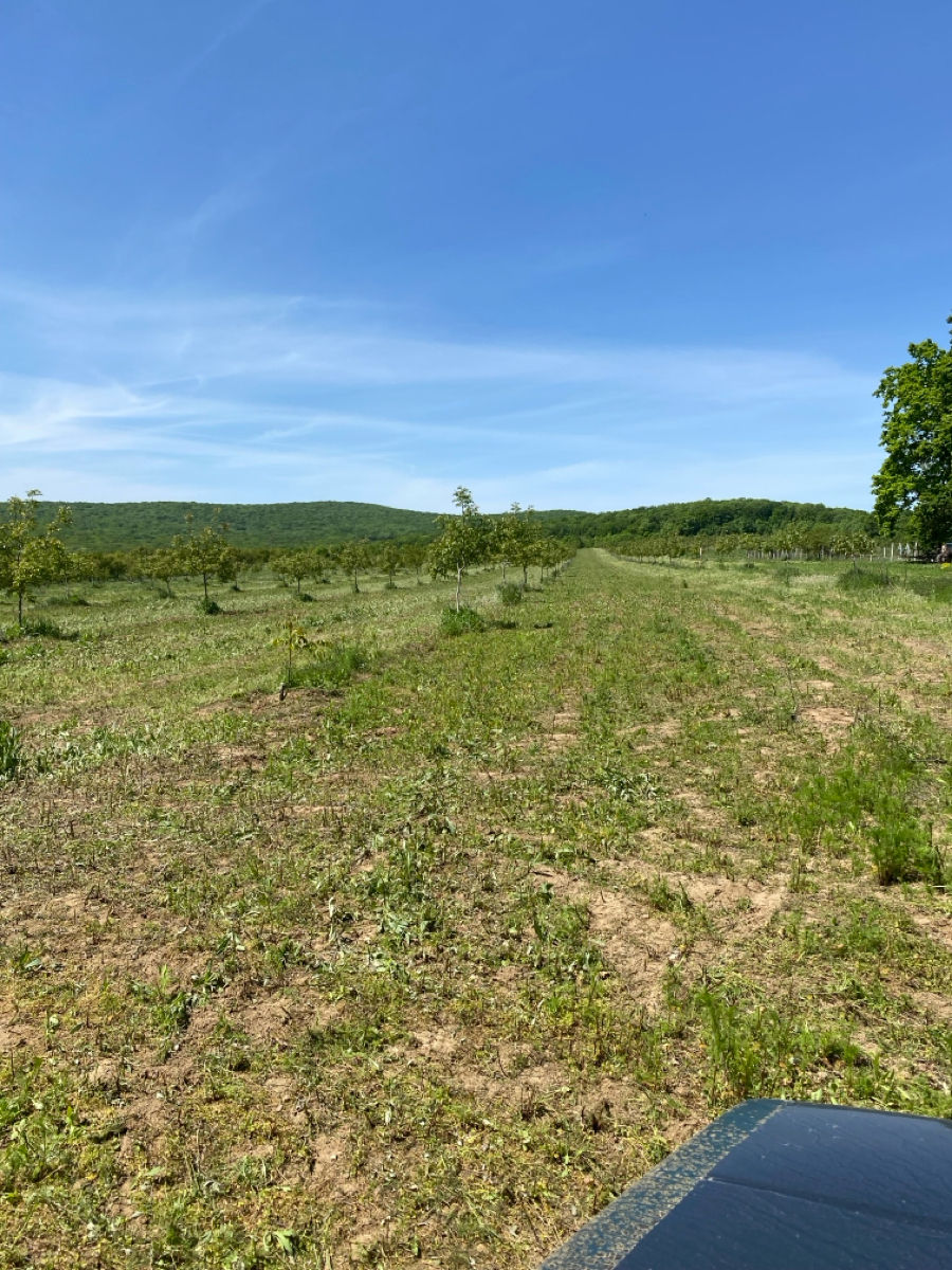 Livada de nuci anul 7. Soi Pesceanschii, cogilniceanu . 12ha.