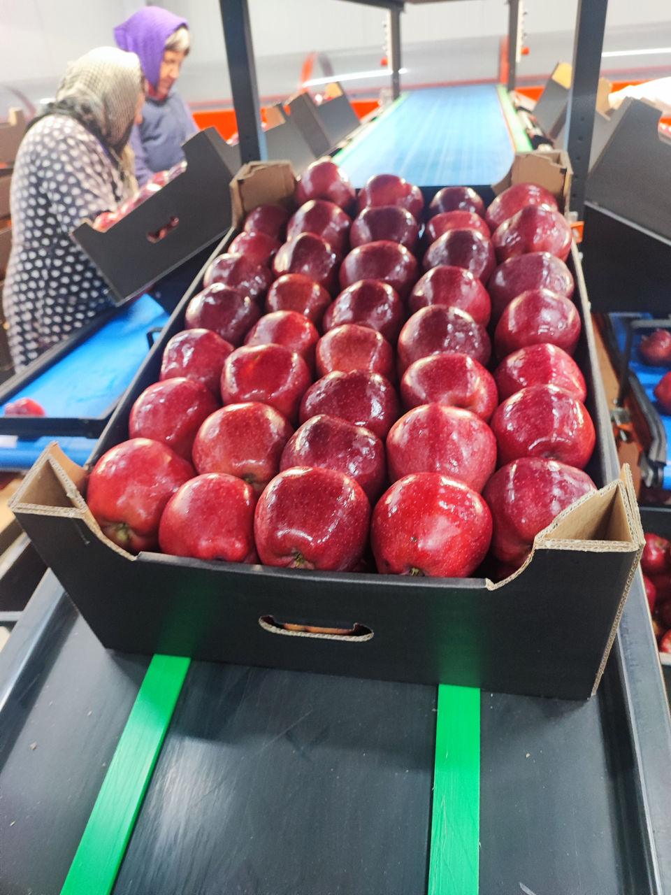Продам яблоки с холодильника обработанные Ред велокс,Ред чиф.