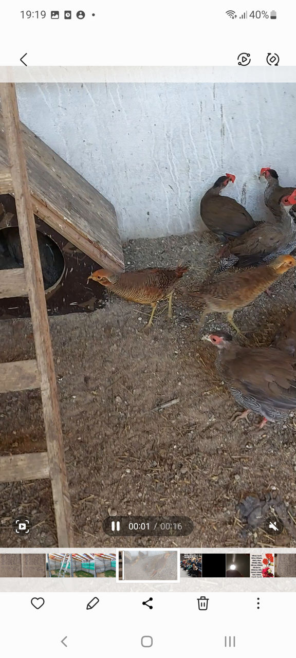 Fazani aurii pe roșu 2022