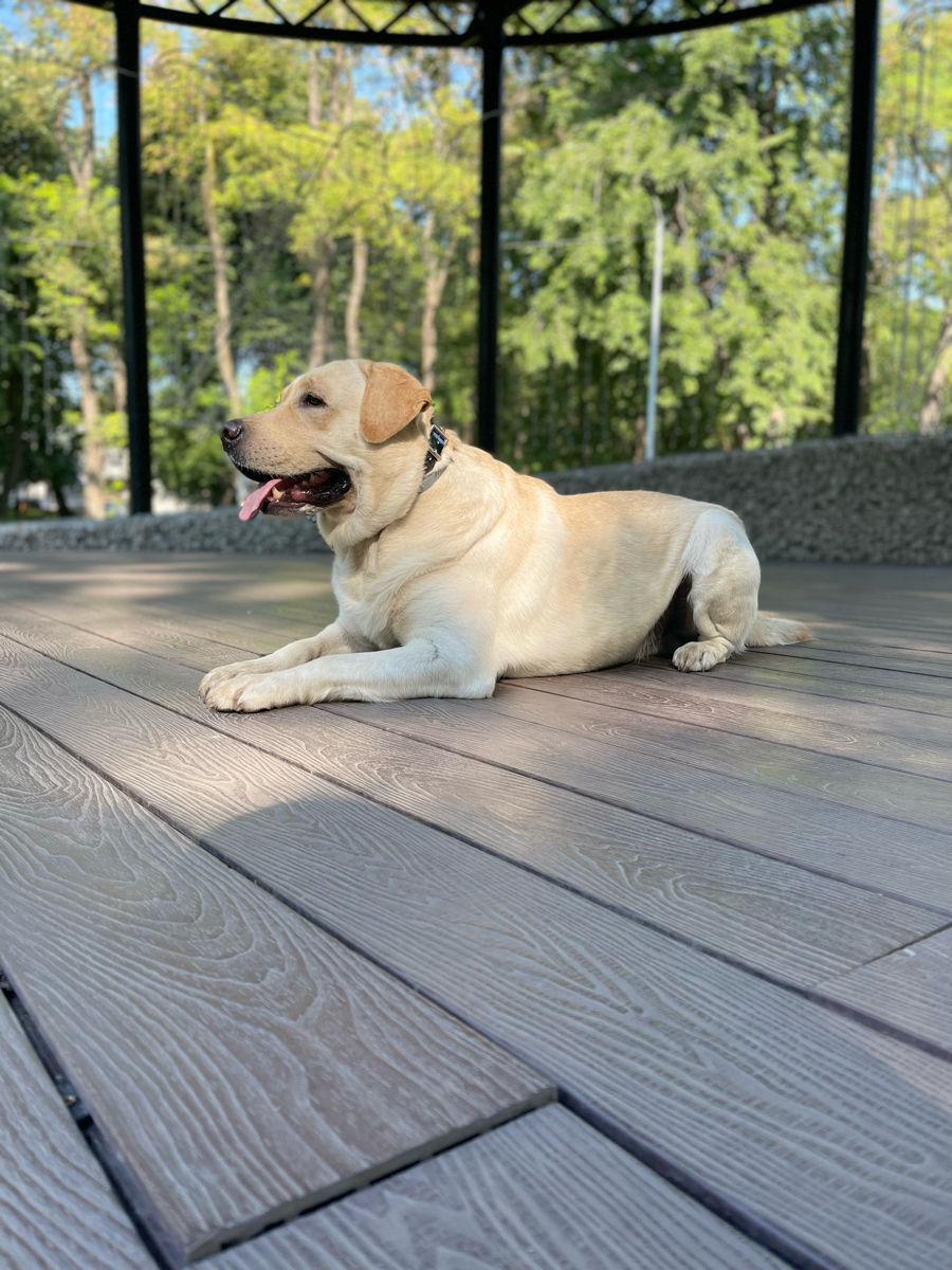 Лабрадор мальчик. Вязка!