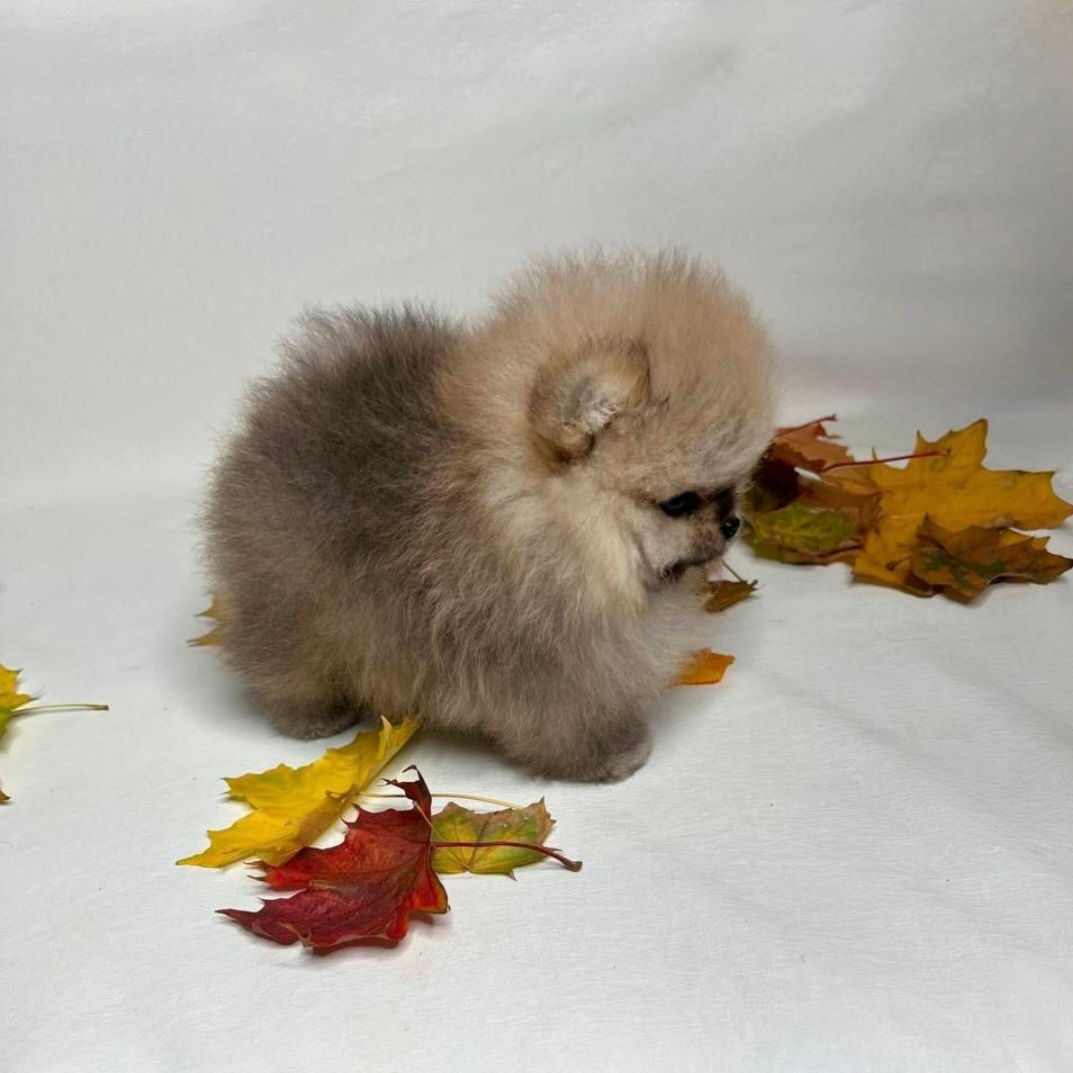 Spitz pomeranian toy