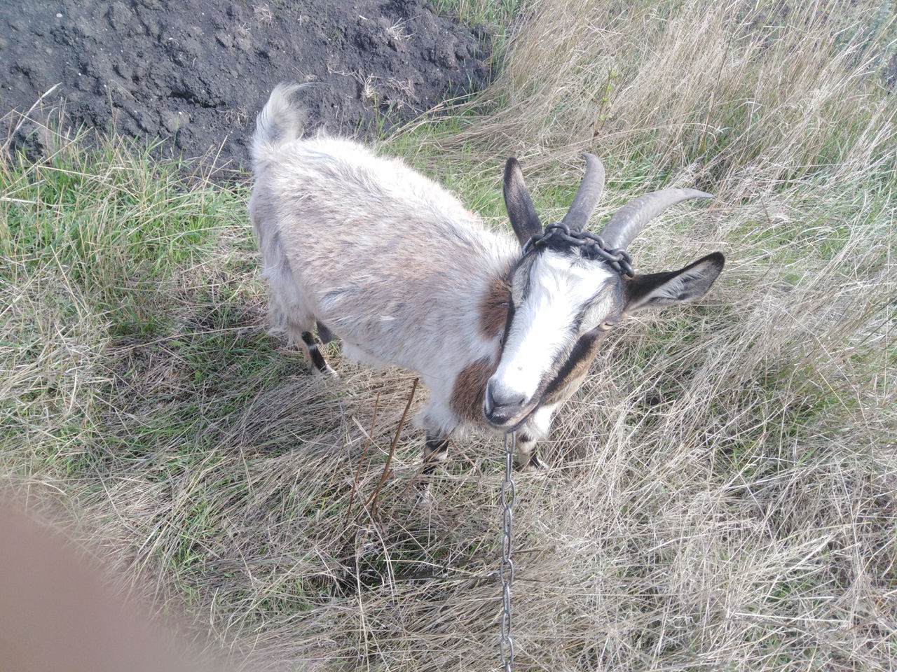 Vind trei capre bune de lapte