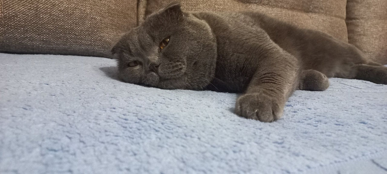 Motan scottish fold la împerechere