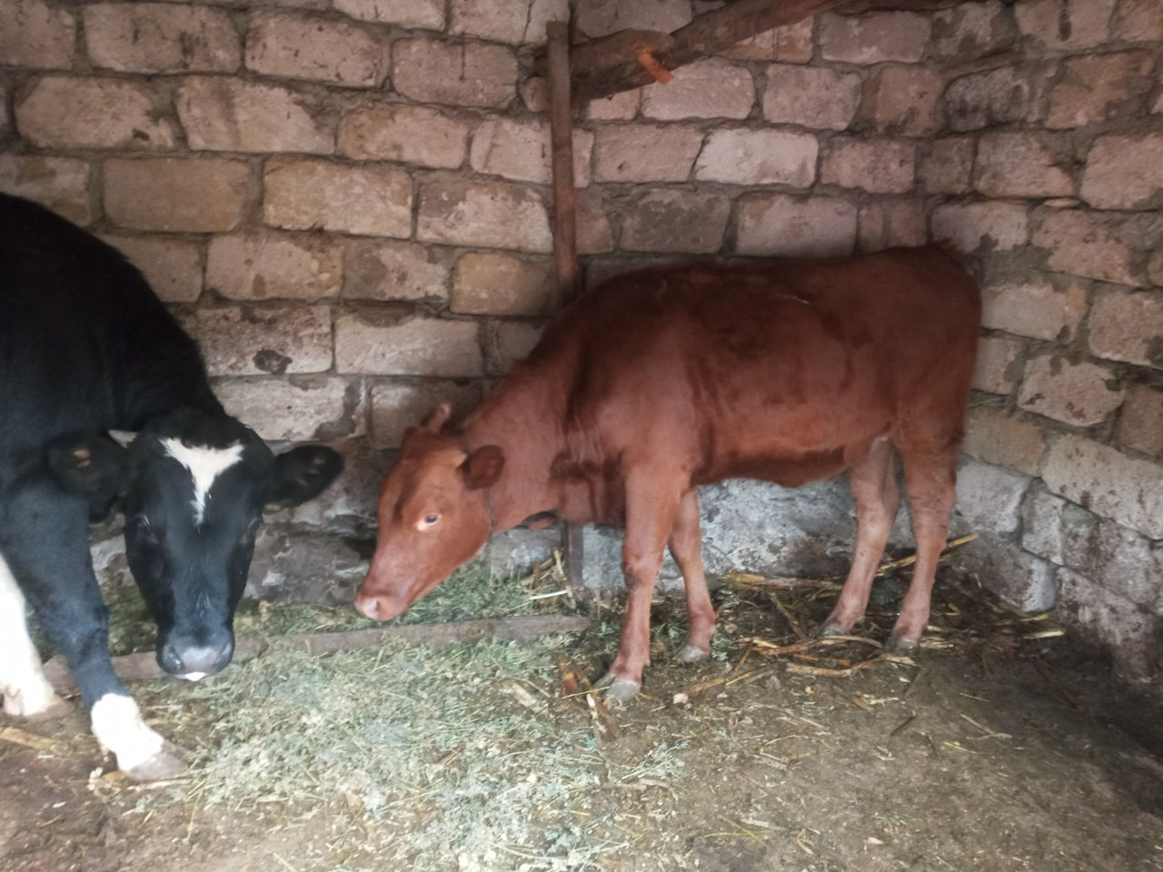 Vind vitel si vitica