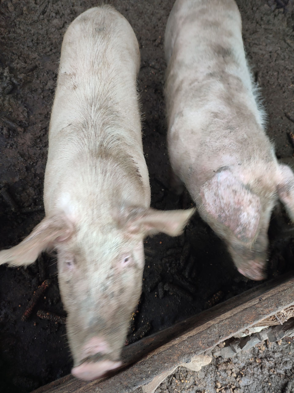 Porci de casa de la 100 kg. 60 lei kilogramul