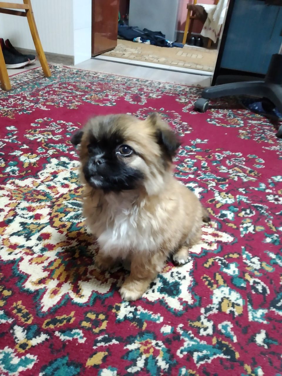 Catei de rasa pichinez