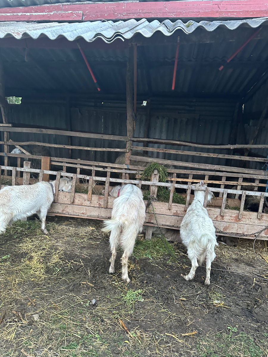 Vind Capre cu lapte și cu edite