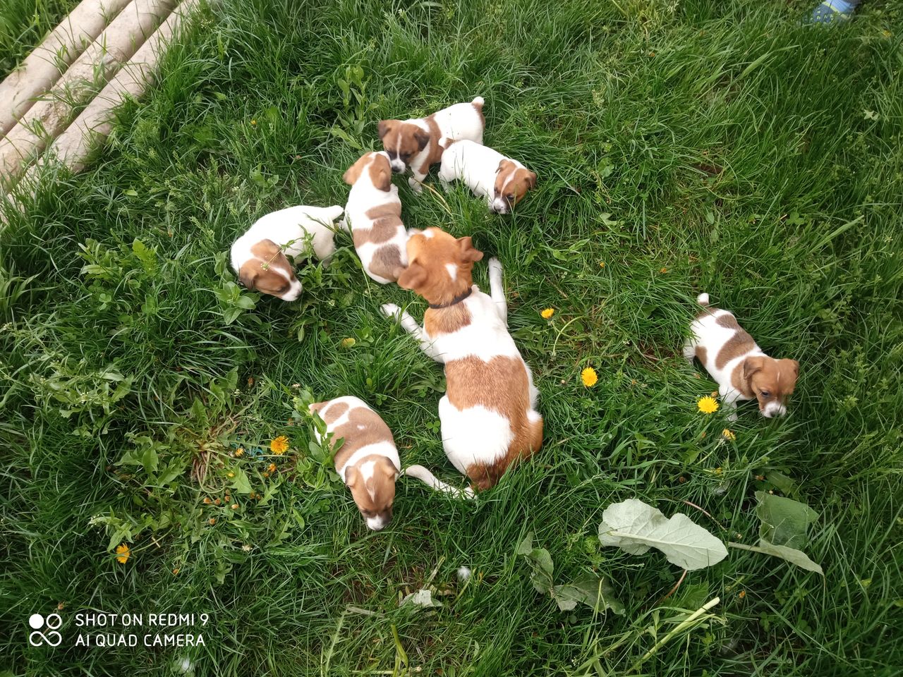 Vind căței, cățele de rasa Jack Russell