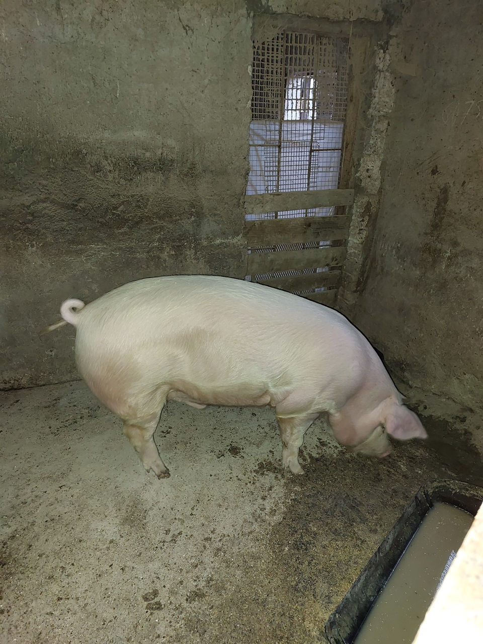 Vînd porc de tăiat!