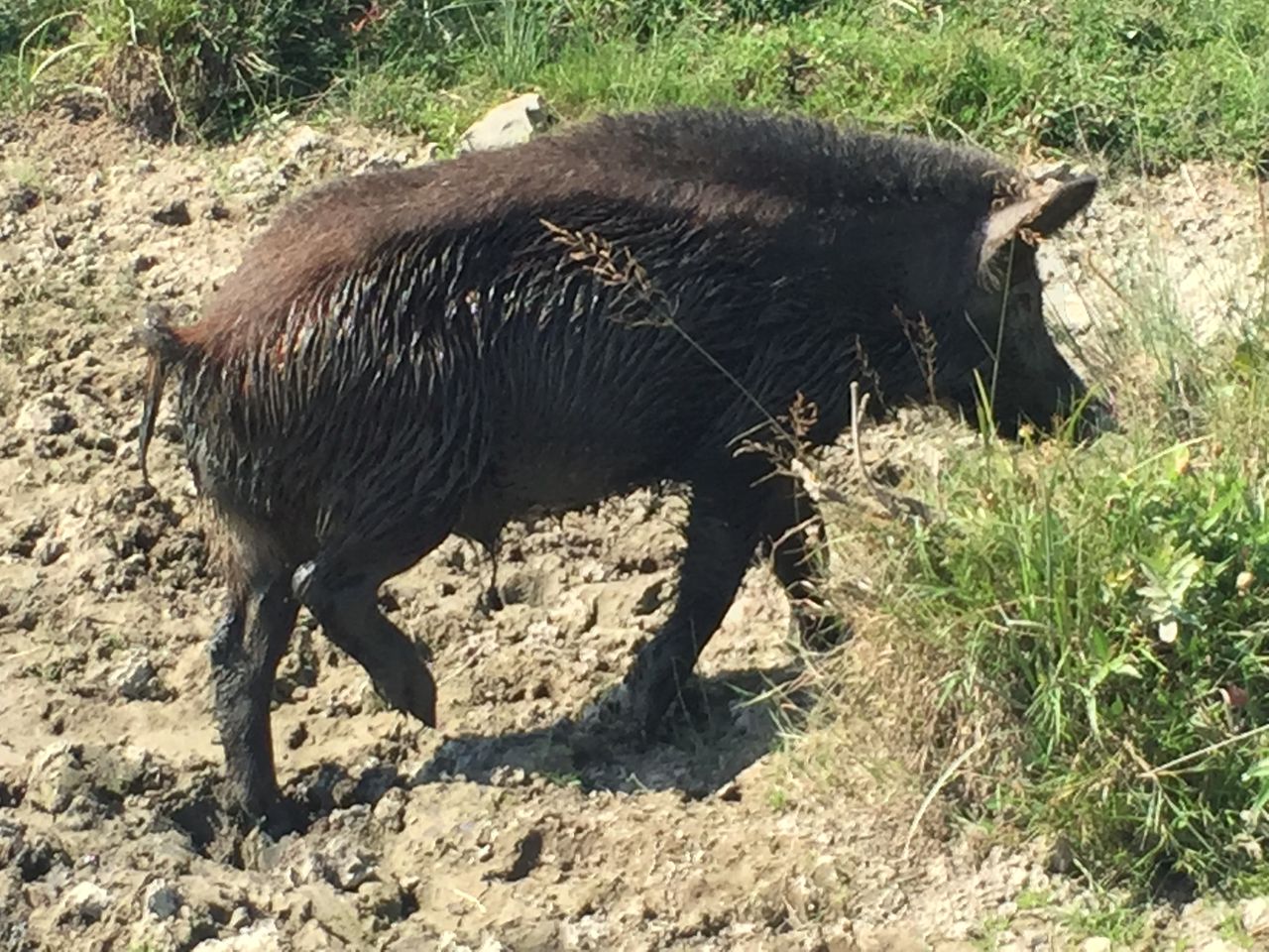 vind porci (mistret)