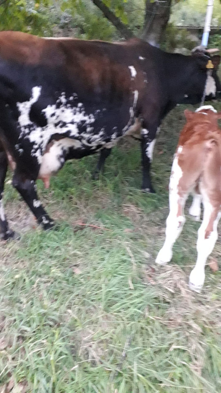 Se vinde Vaca cu Vitel