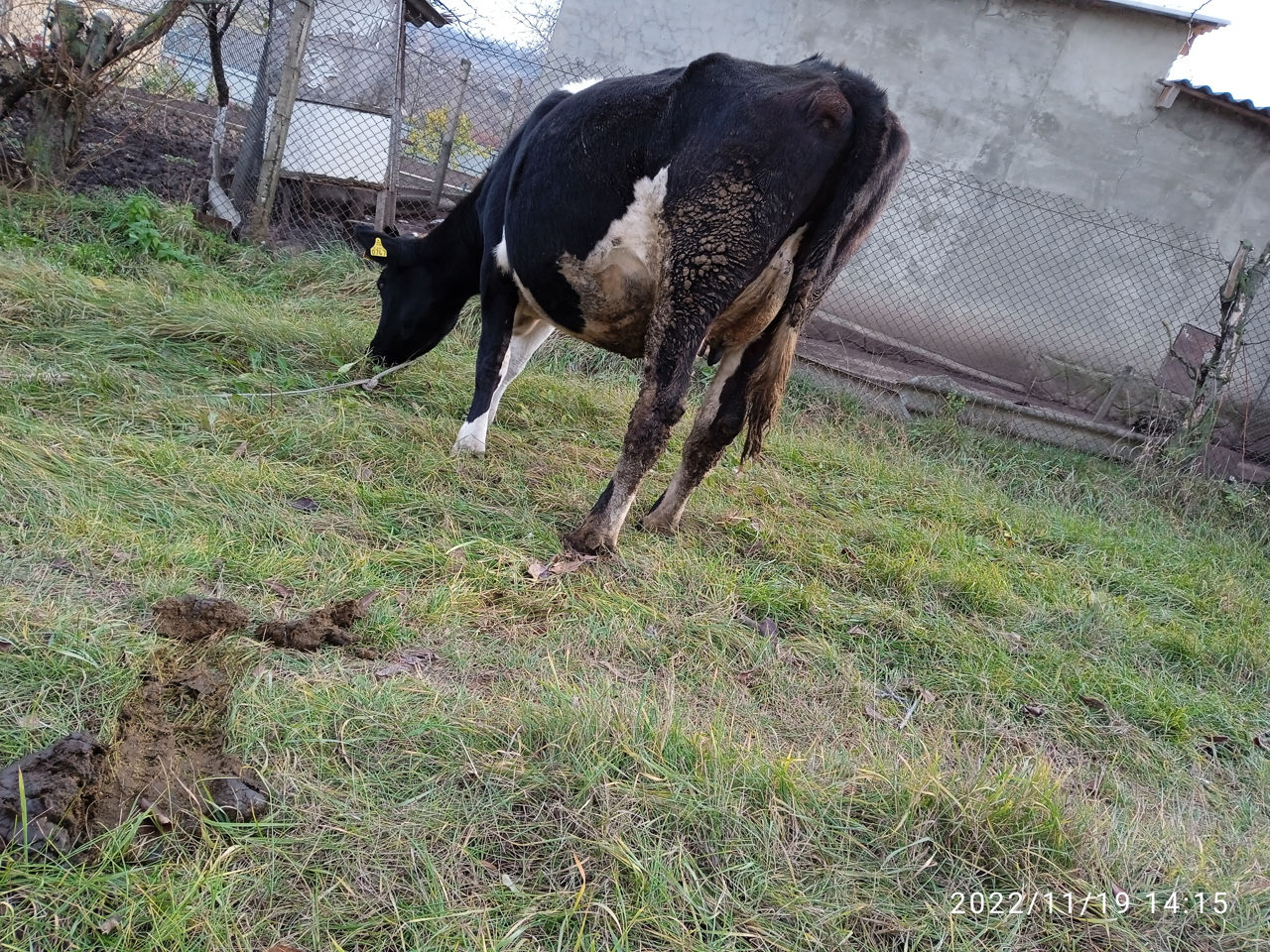 Se vinde vaca de-a fata