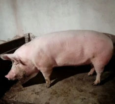 Porci de casa