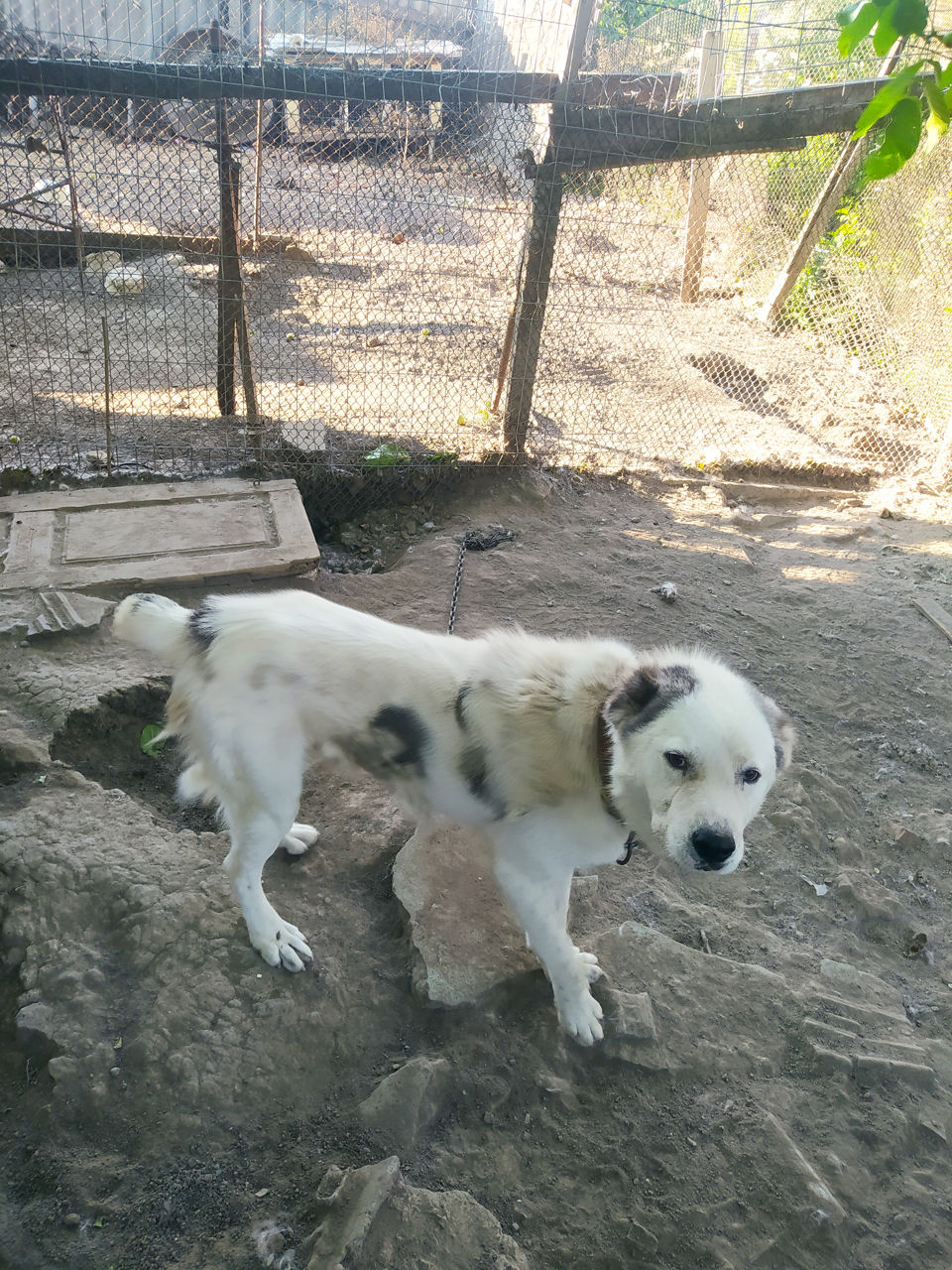 Vînd ciine Alabai are 2 ani e foarte bun de păzit e rău