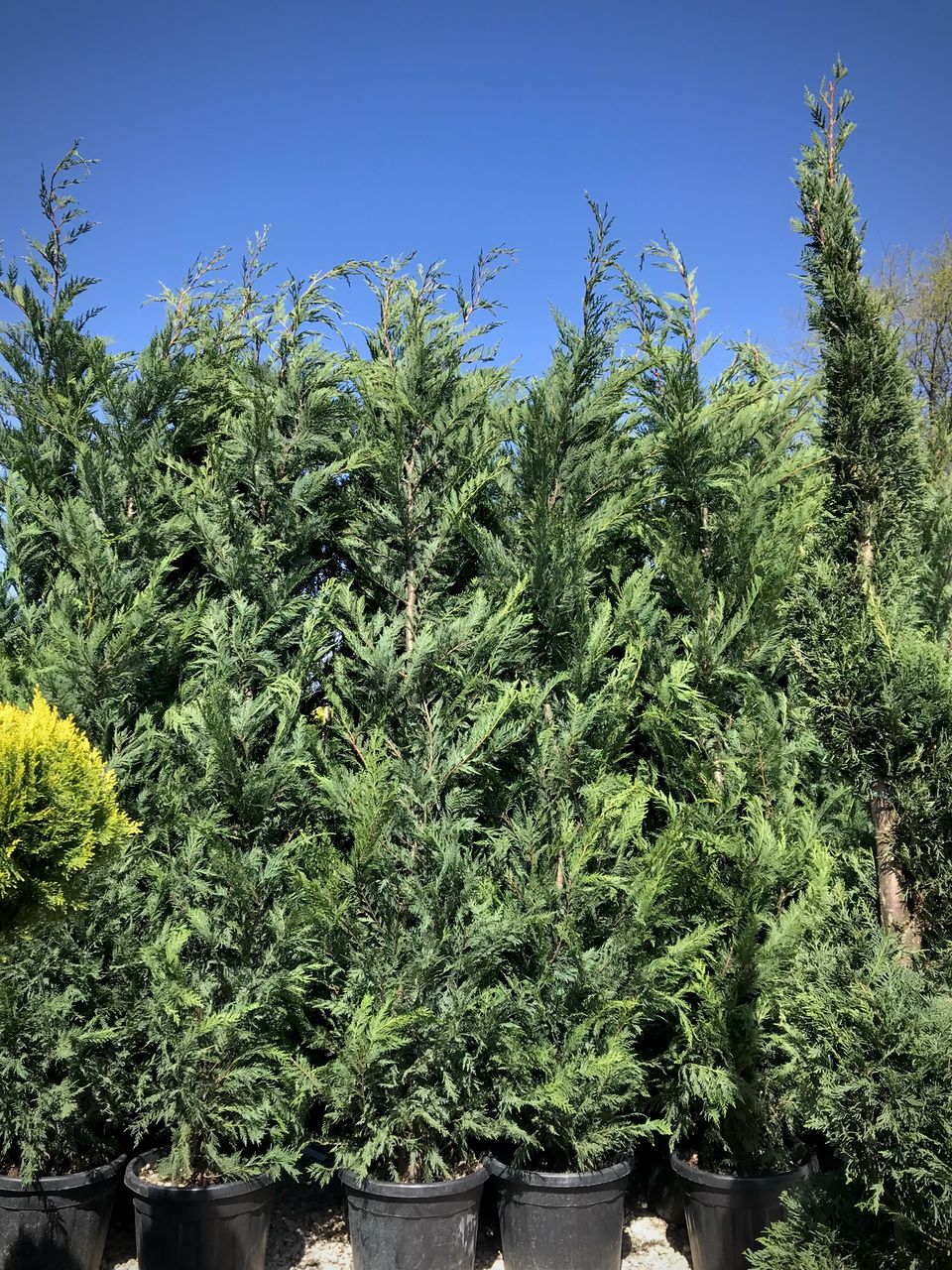 Chiparis Leylandii