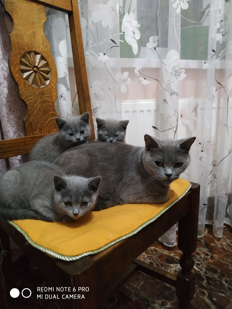 Se vând 3 pisici de rasă british