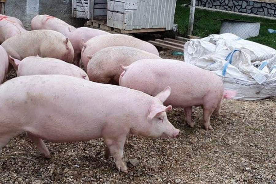 Cumpar 5 porci cu greutatea de 90,130 kg