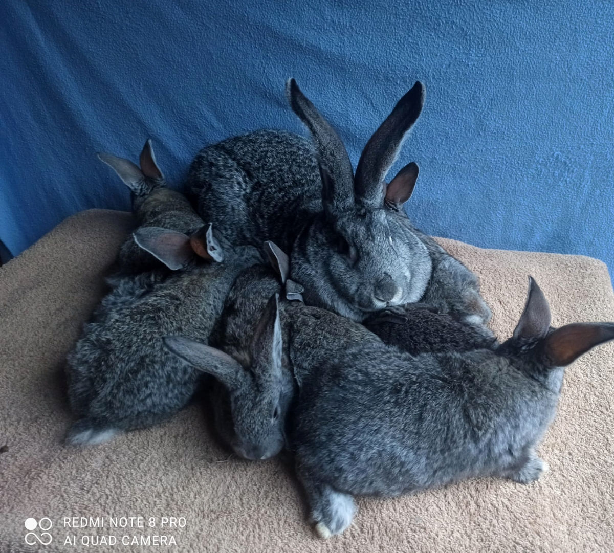 Iepuri de rasă Chinchilla – disponibili pentru vânzare