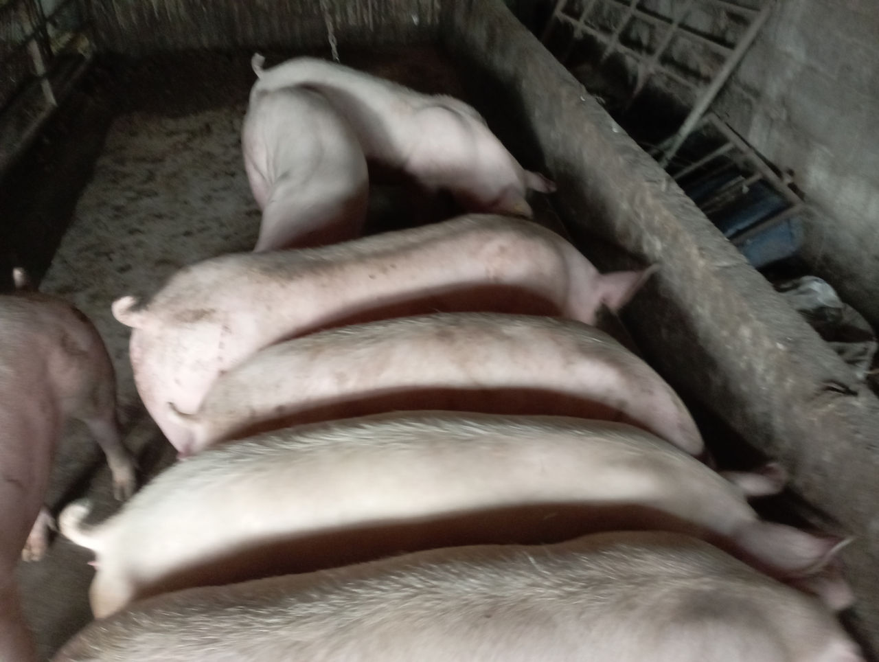 Vindi 10 scroafe de fata de rasa duroc și landras