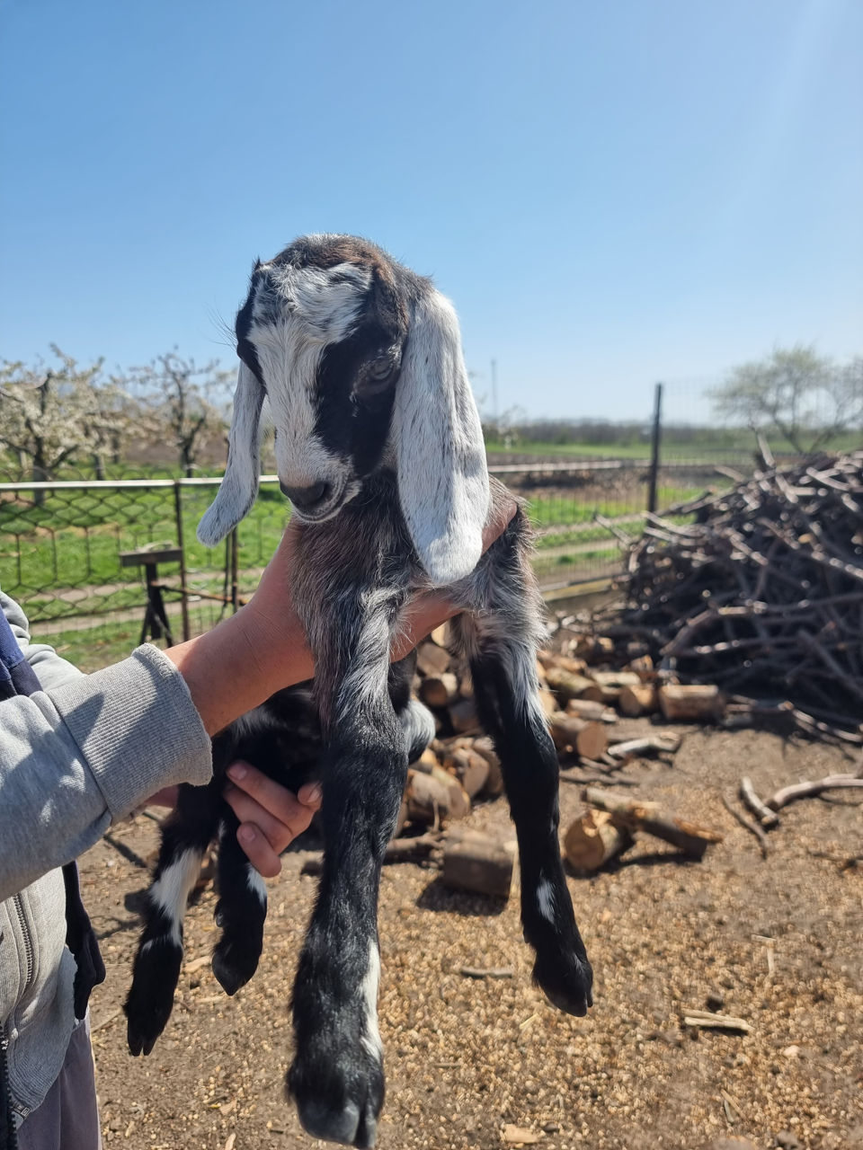 Vind caprita cu iedite