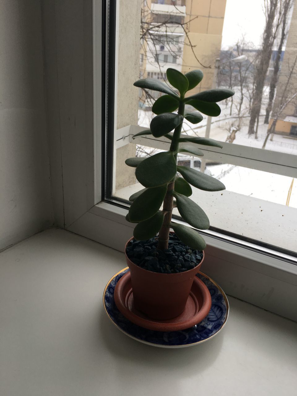 Cadou viu, floarea banilor ( денежное дерево ), 100 lei. Are frunzele ...