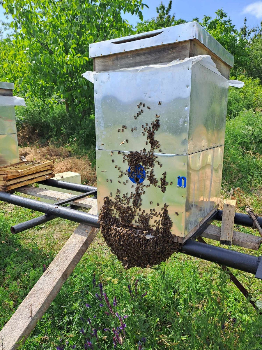 Vind stupi cu albine /1000 lei