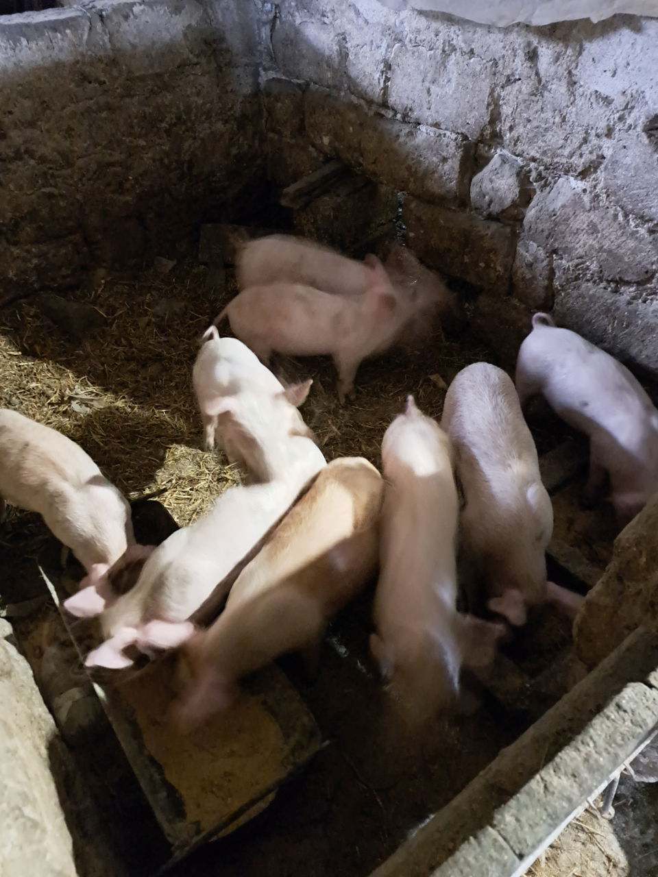 Vind porci la creștere