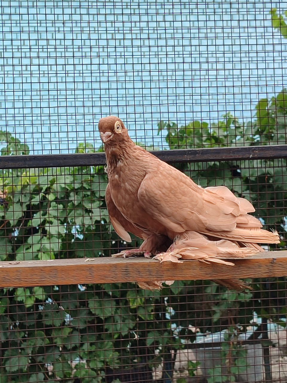 Porumbei