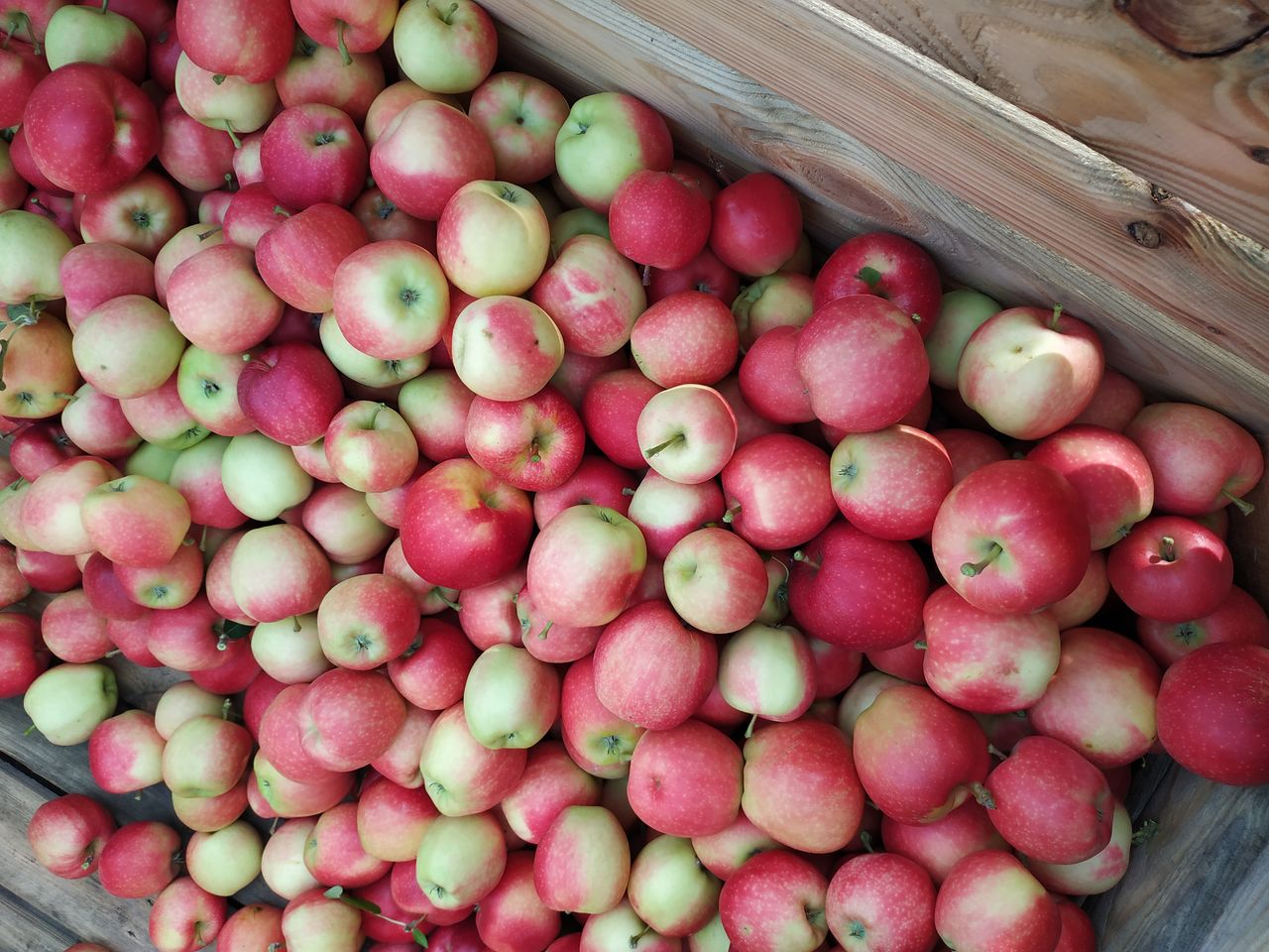 Mere Gala Mast/ Яблоко Гала Маст на БУС