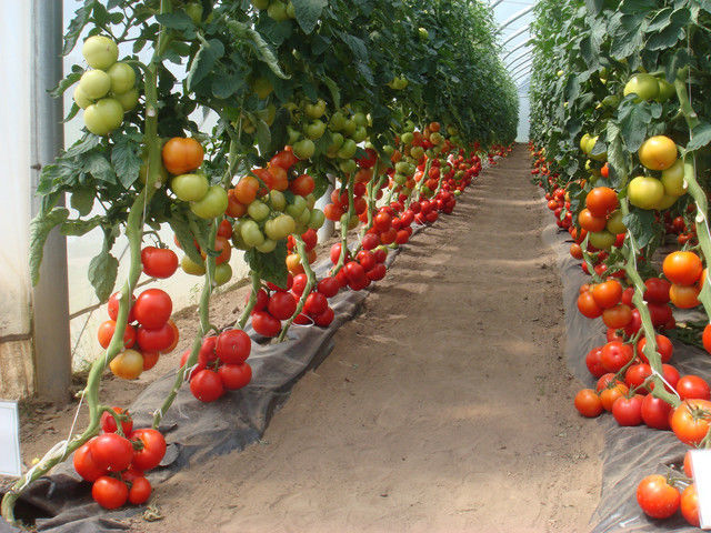 Rasada de tomate / rosii