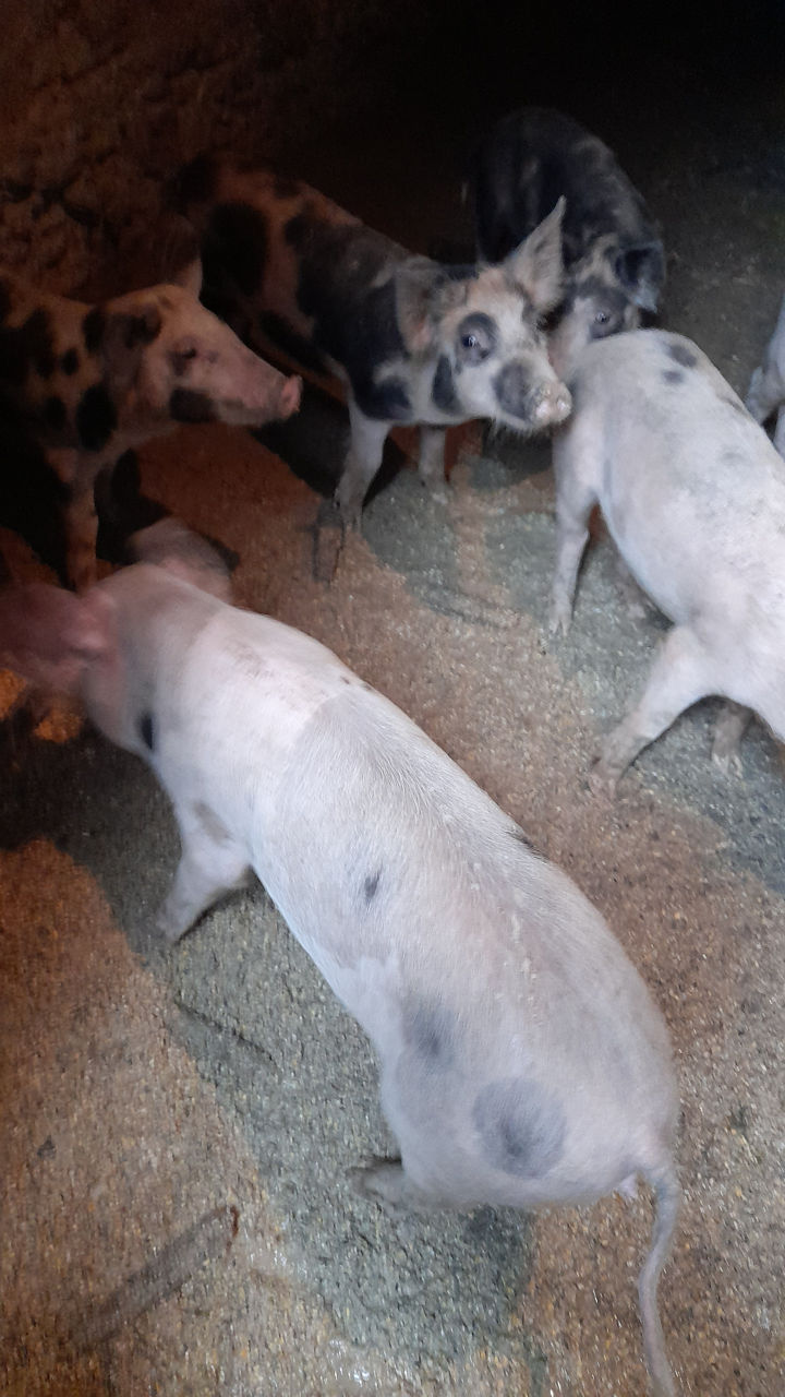 Vind purcei 25 30 kg