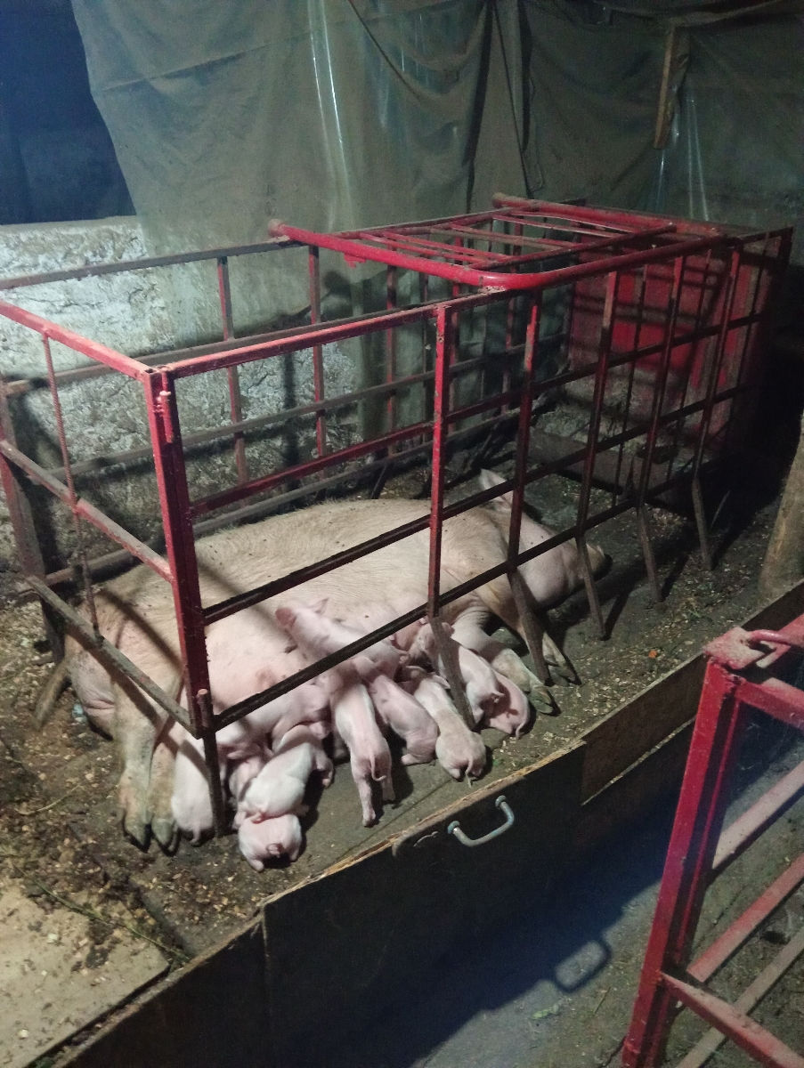 Vînd porci mici frumoşi