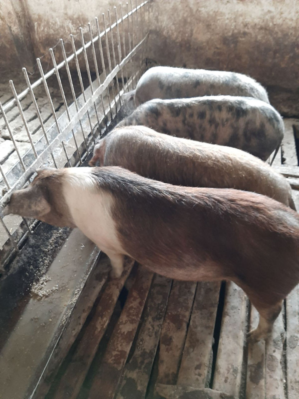 Vind scroafe a fata.