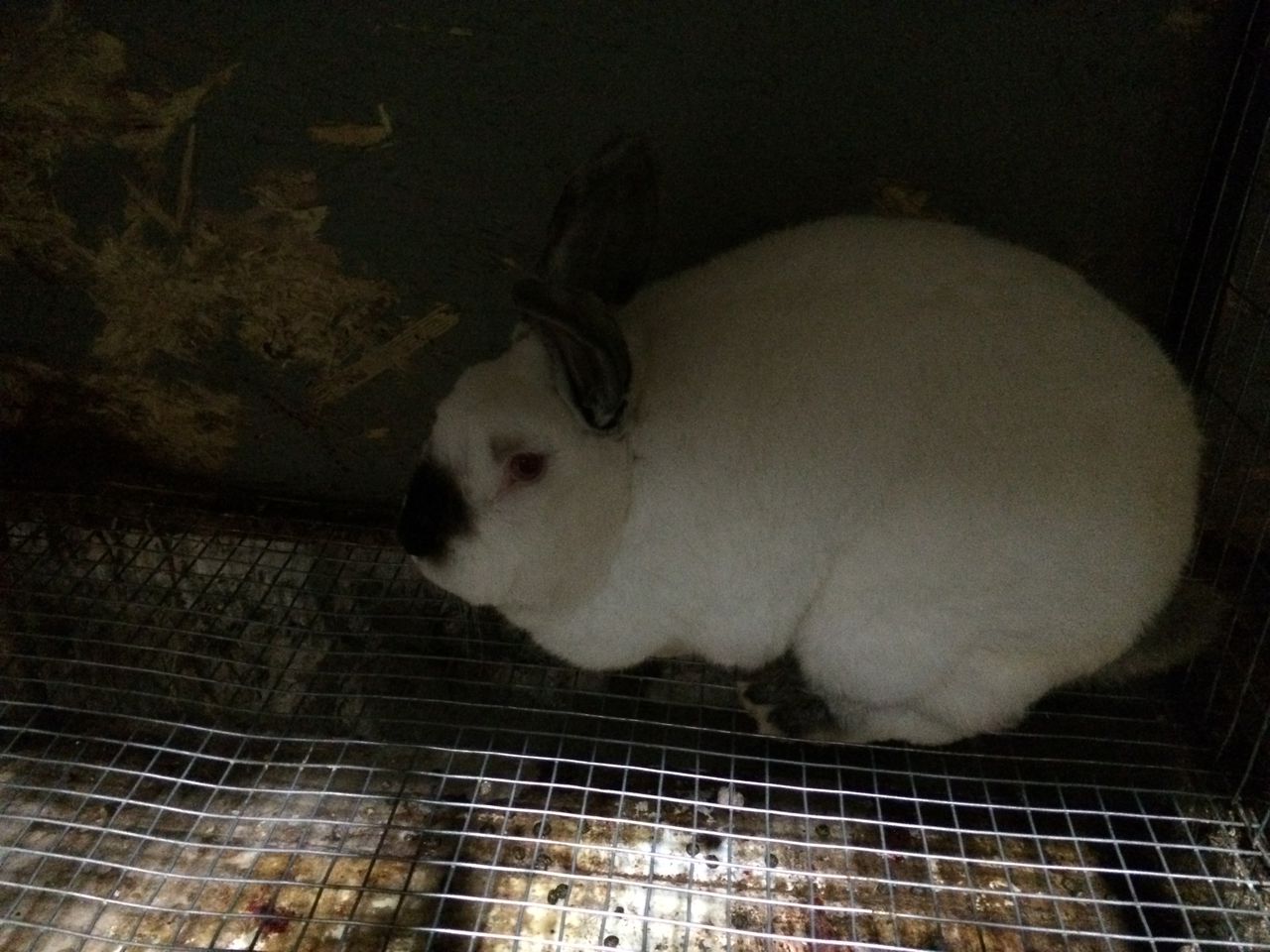 Vind Iepuri California Rasa Europeana