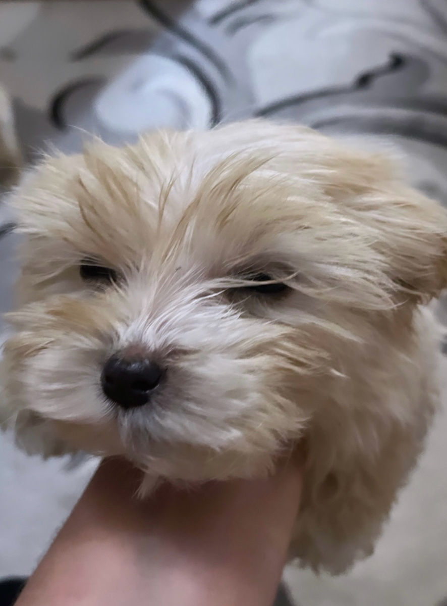 Vând pui de Bichon Maltes