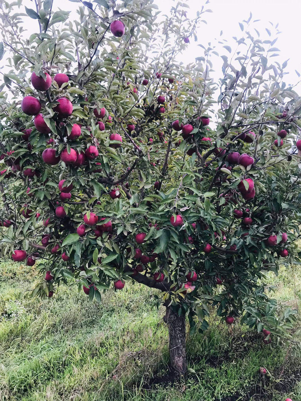Vând mere Golden Delicios,Florina