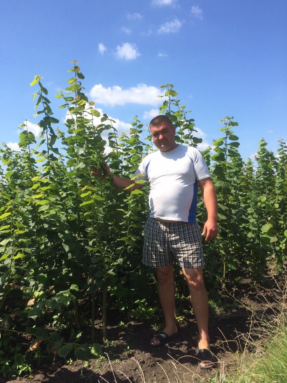 Copaci de tei, catina, mesteacan