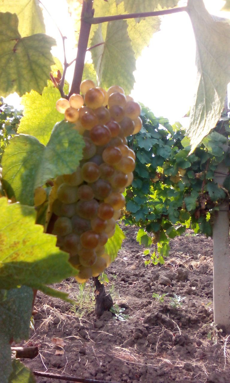 Struguri Aligote,or.Durlești