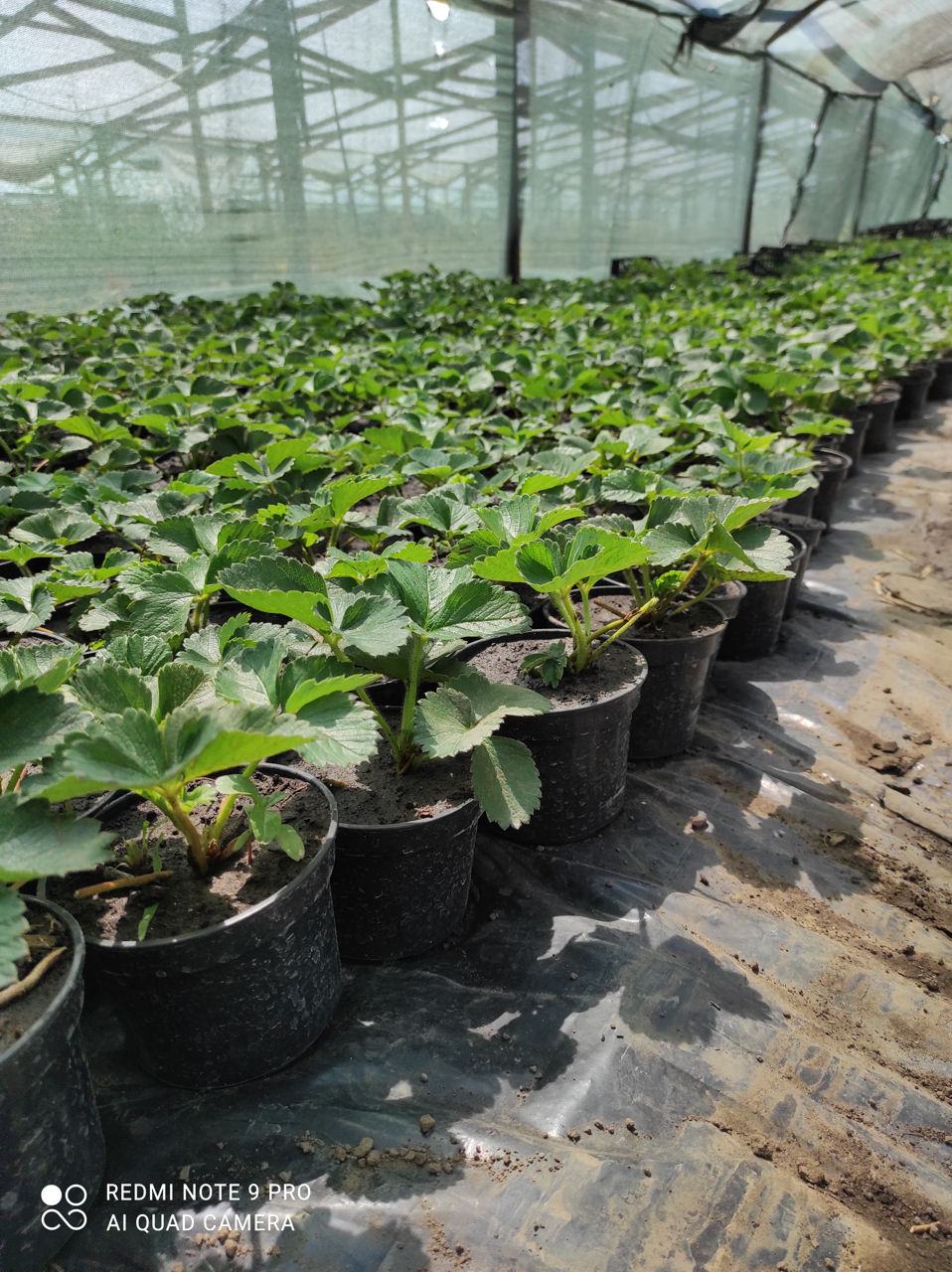 Rasad de capsuni,Albion,cabrillo,malga,alba,marmelad,