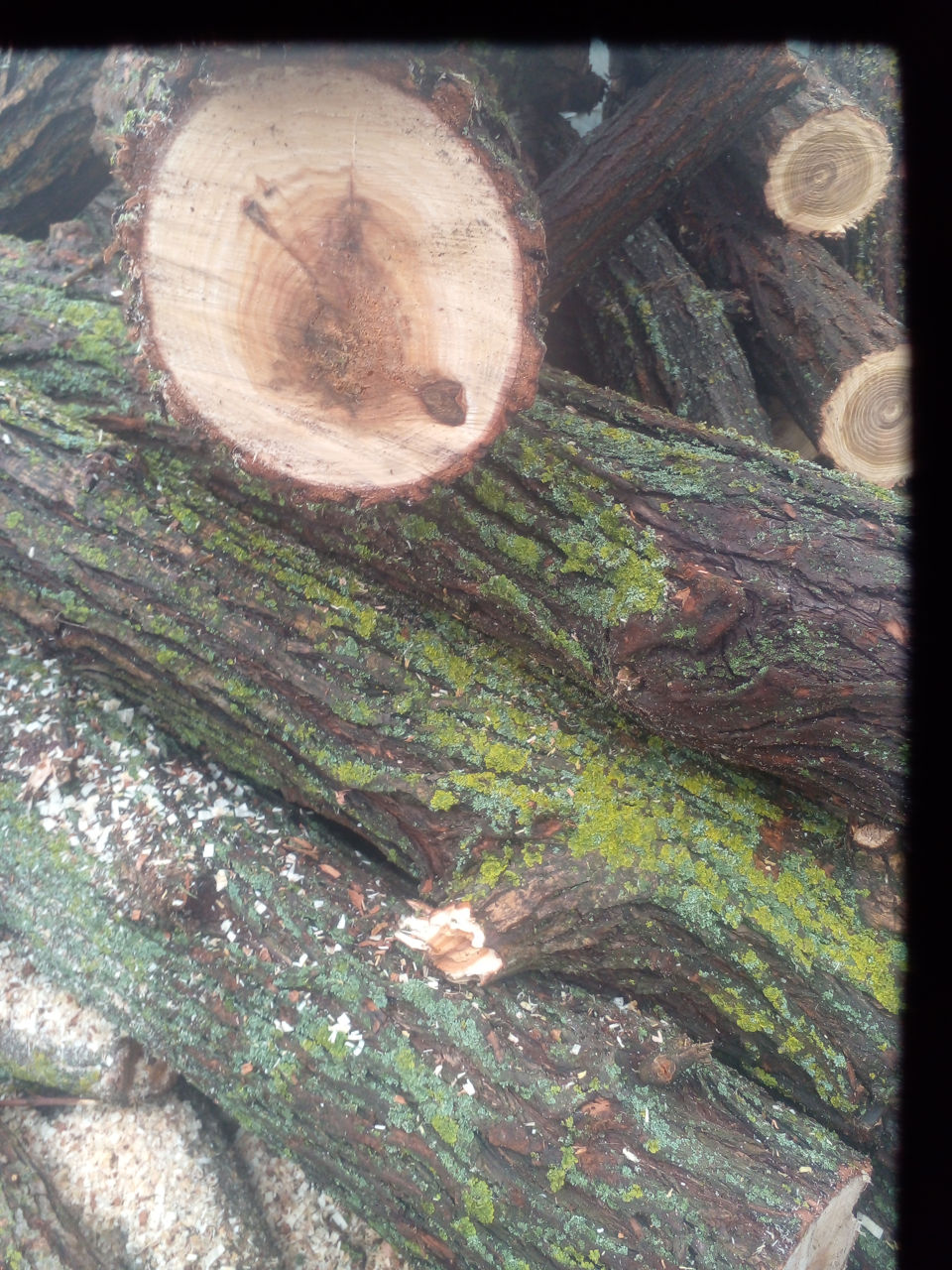 Vind lemne de foc specii tari salcim carpen si cires