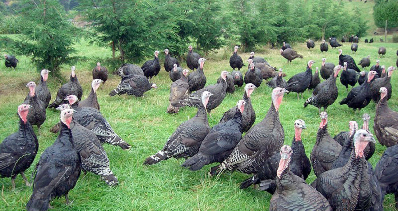 Curci curcani de casa